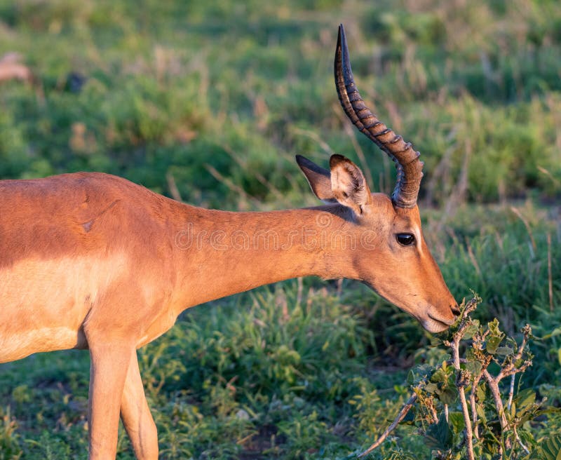 Antelope eating stock photo. Image of herd, thirst, south - 7721890