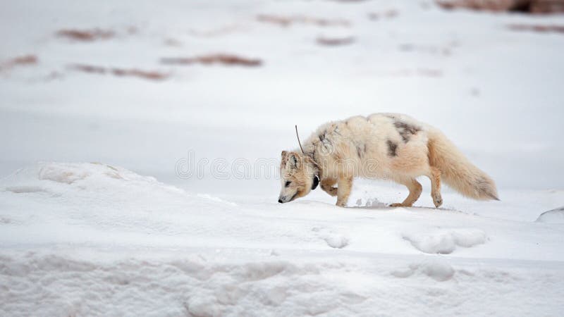 Beautiful Shot of an Arctic Fox Walking in a Snow Stock Image - Image ...