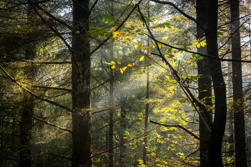 Half Green Half Bare Tree Stock Photos - Free & Royalty-Free Stock ...