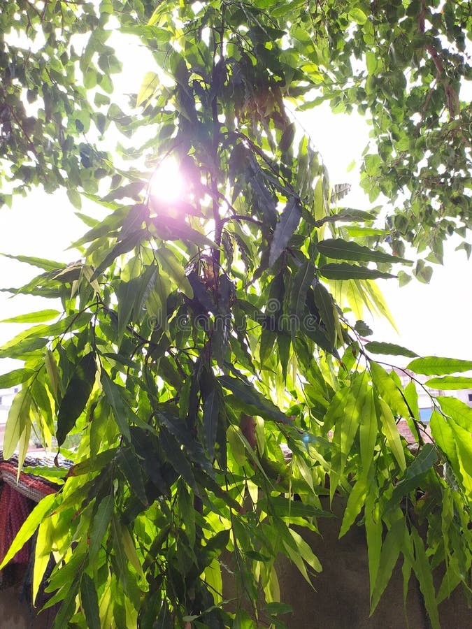 803 Ashok Stock Photos - Free & Royalty-Free Stock Photos from Dreamstime