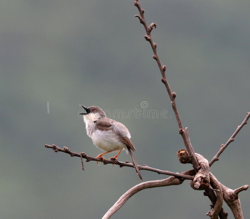Ashy Prinia Bird Natural Nature Wallpaper Stock Photo - Image of ...