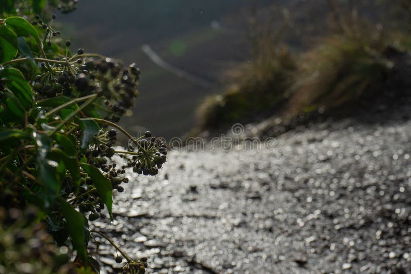 Beautiful Shot an Atlantic Ivy Plant with a Flowing River in the ...