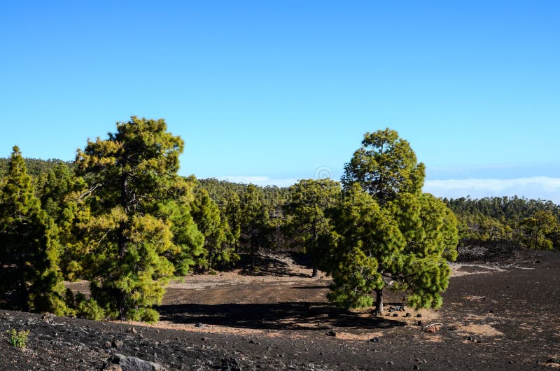 Beautiful Shot of Austrocedrus Trees Stock Image - Image of woods ...