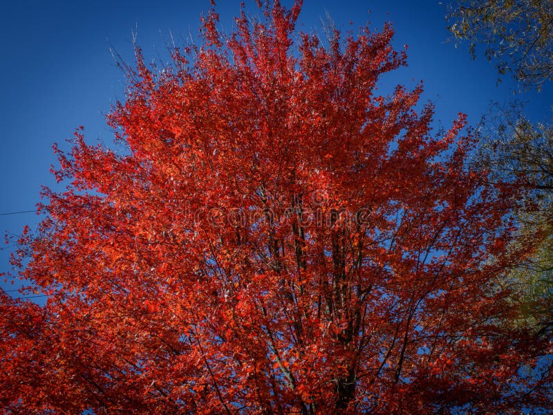 Beautiful Shot of an Autumn Tree with Bright Red Leaves Stock Photo ...