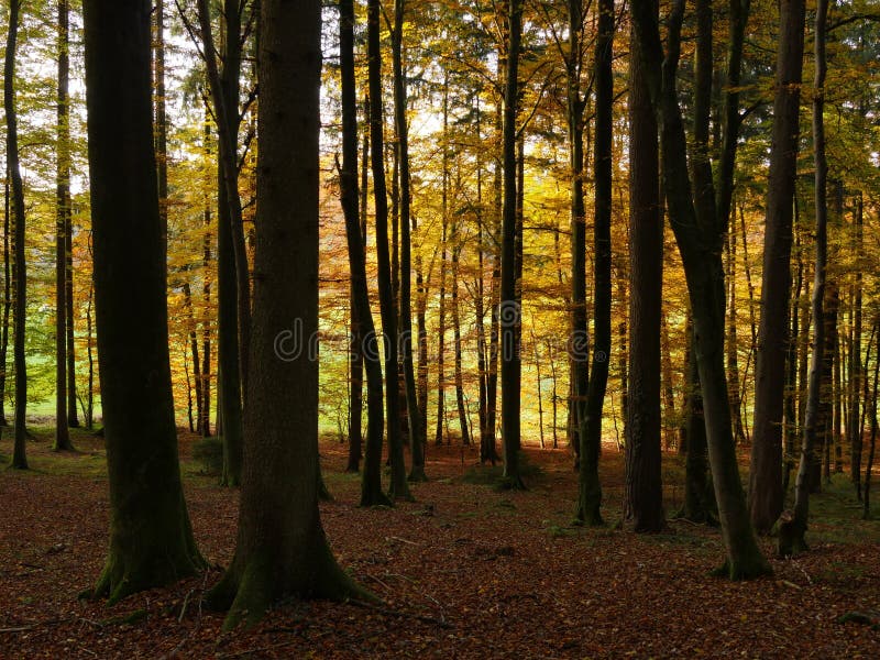 Beautiful Shot of an Autumnal Forest with Lots of Trees Stock Photo ...