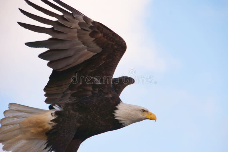 Beautiful Shot of a Bald Eagle Flying High in Blue Sky Stock Photo ...