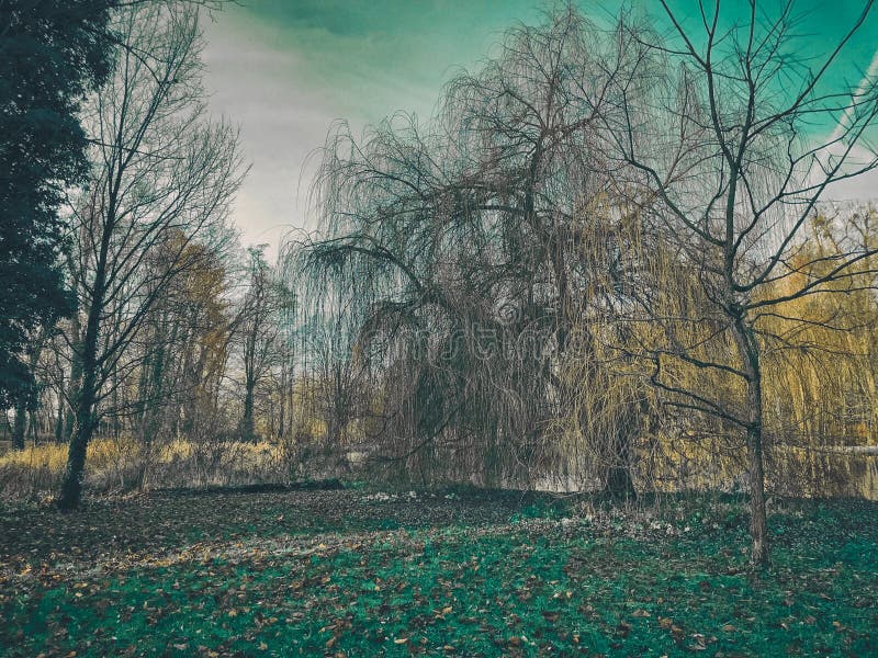 Beautiful Shot of Bare Leafless Autumn Trees in a Forest with Fallen ...