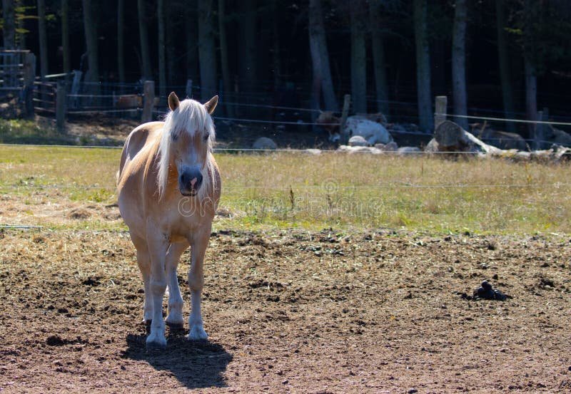Beautiful Shot of a Beige Horse on a Farm Stock Photo - Image of ground ...
