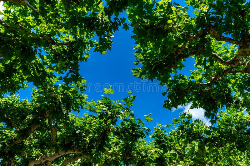 Beautiful Shot from Below of Trees Stock Image - Image of nature ...