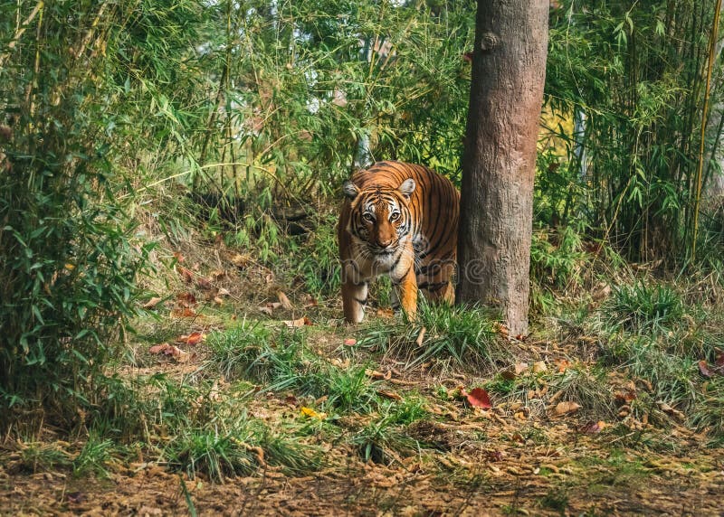 Beautiful Shot of a Bengal Tiger Looking into the Camera in a Green ...