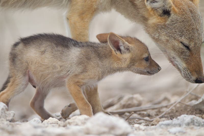 Beautiful Shot of a Black-backed Sand Fox and Her Baby Playing on the ...