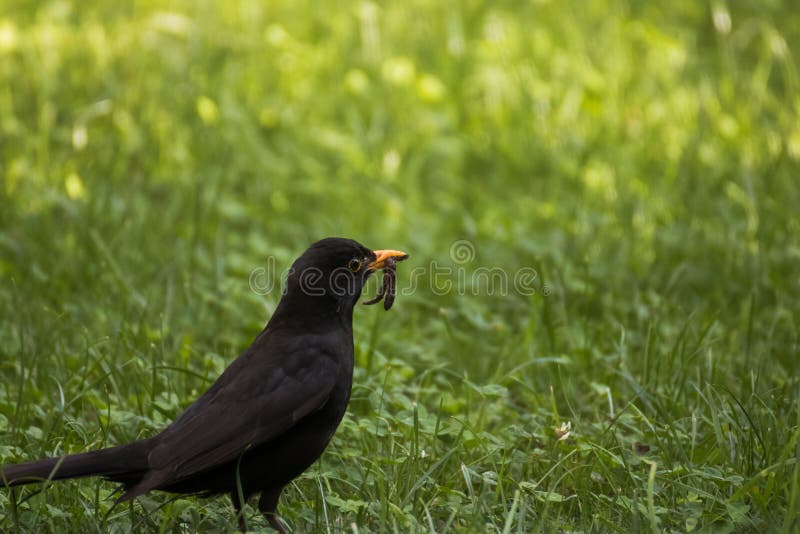 Beautiful Shot of a Black Bird Standing on the Ground with a Worm in ...