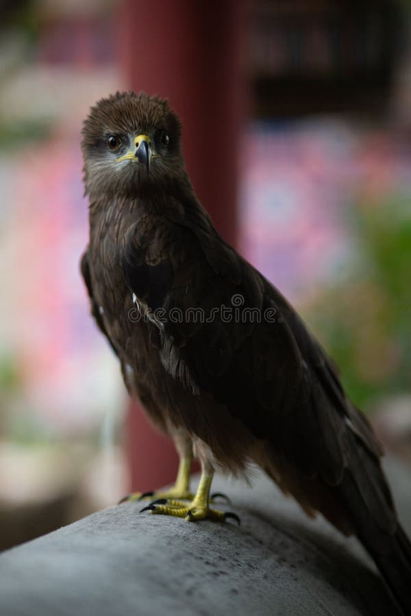 Beautiful Shot of a Black Kite Stock Photo - Image of water, lake ...