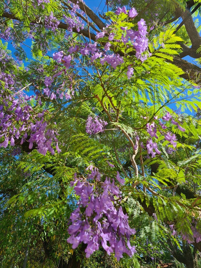 Beautiful Shot of Blue Jacaranda Tree Branches with Blossoms Stock ...