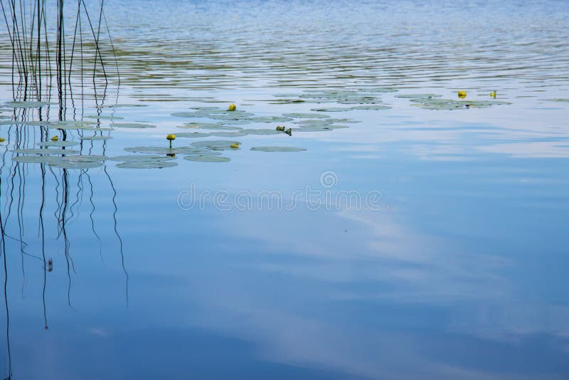 Beautiful Shot of a Blue Water Texture with Grass Stock Image - Image ...