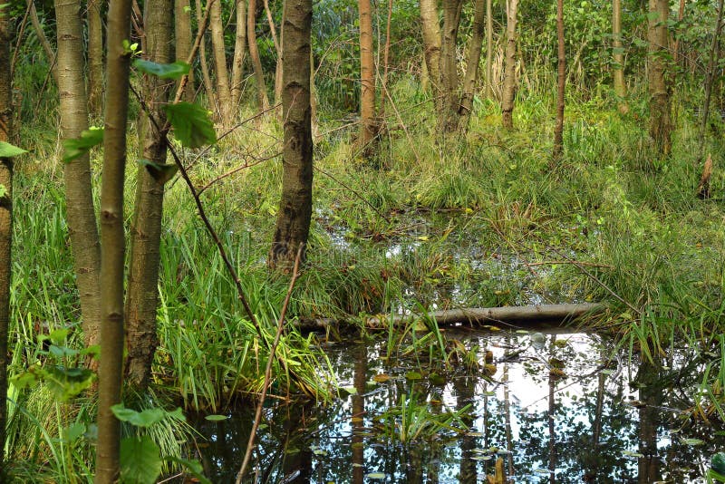 Beautiful Shot of a Breathtaking Forest during the Day Stock Image ...