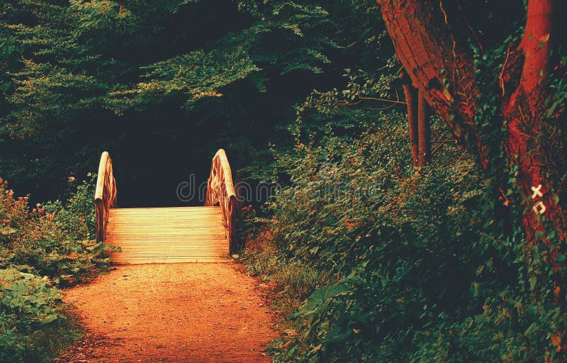 Beautiful Shot of a Bridge in the Forest Stock Image - Image of path ...