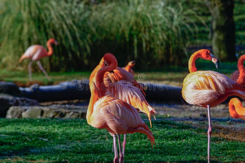 Hot Pink Group of Flowers from Spain Stock Photo - Image of plants ...