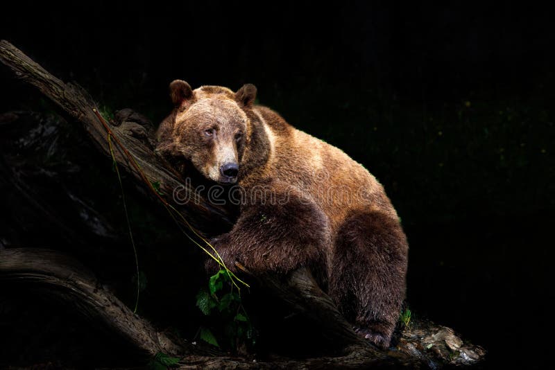 Beautiful Shot of a Brown Bear on a Branch Isolated on a Black ...