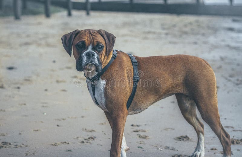Beautiful Shot of a Brown Boxer Dog at a Beach during the Day Stock ...