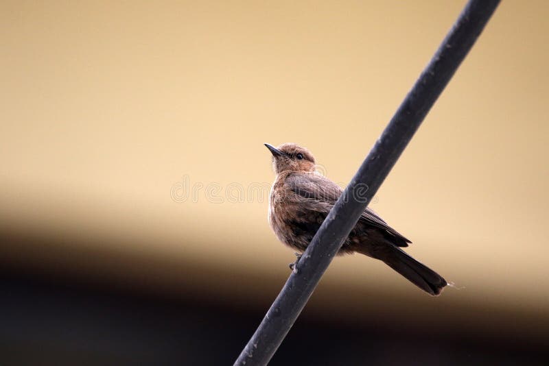 Brown robin stock photo. Image of magpie, colors, brown - 116088558