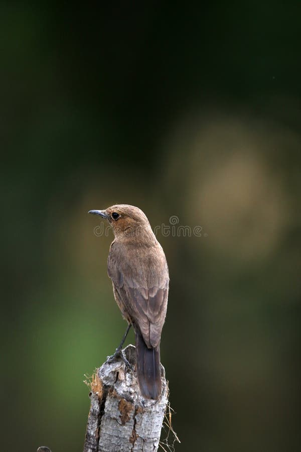 Brown robin stock image. Image of bird, bill, shot, magpie - 116088833