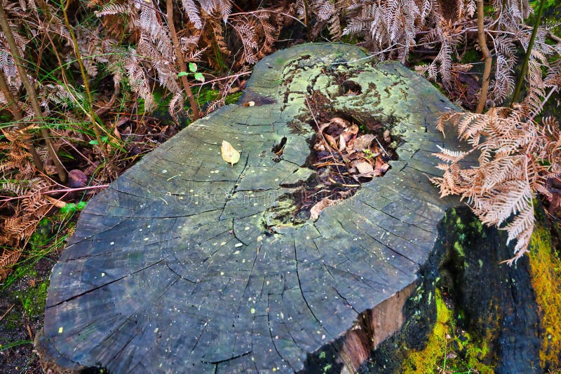 Beautiful Shot of a Burnt Tree Stump Stock Image - Image of stump ...