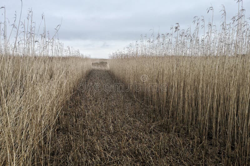 Beautiful Shot of a Bush Field with a Cloudy Gray Sky in the Background ...