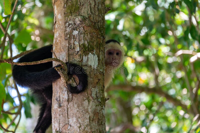 Beautiful Shot of a Capuchin Monkey Hiding Behind a Big Tree Trunk in ...