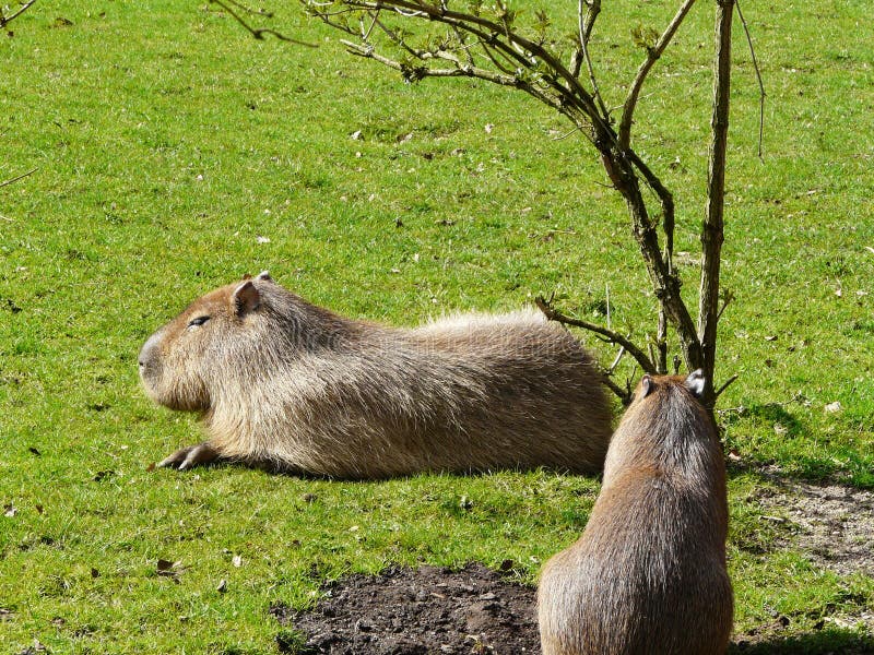 Blue Capybara Stock Photos - Free & Royalty-Free Stock Photos from ...