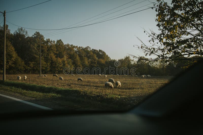 Front Window View Sheep Stock Photos - Free & Royalty-Free Stock Photos ...