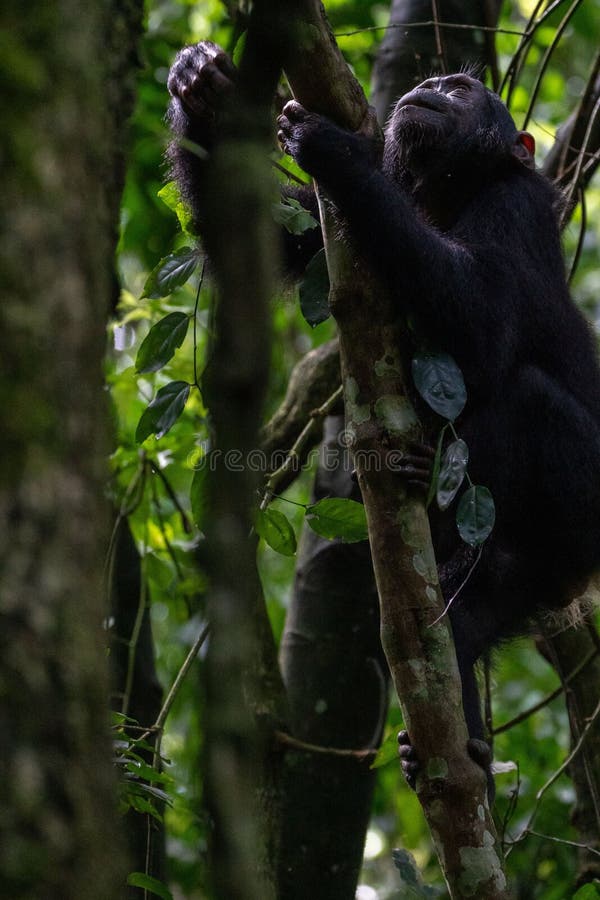 Beautiful Shot of a Chimpanzee on a Tree in a Forest Stock Photo ...