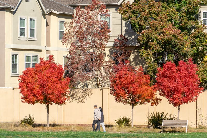 Beautiful Shot of Chinese Pistache Trees Growing in a Backyard Stock ...
