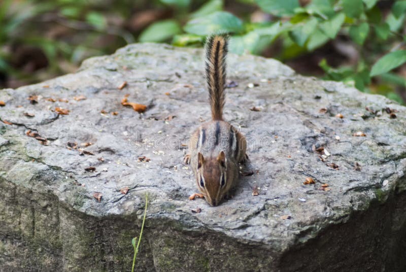Beautiful Shot of a Chipmunk on the Stone in the Forest in Ontario ...