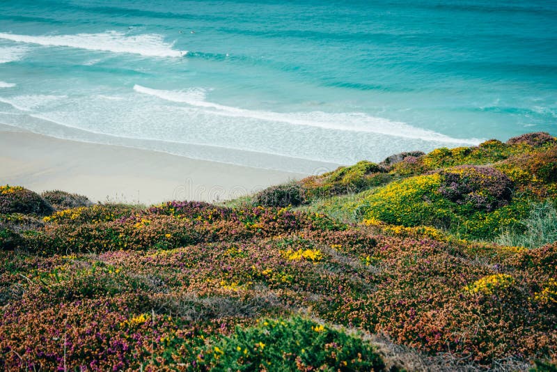 Beautiful Shot of Colourful Flower Field at the Beach Stock Image ...