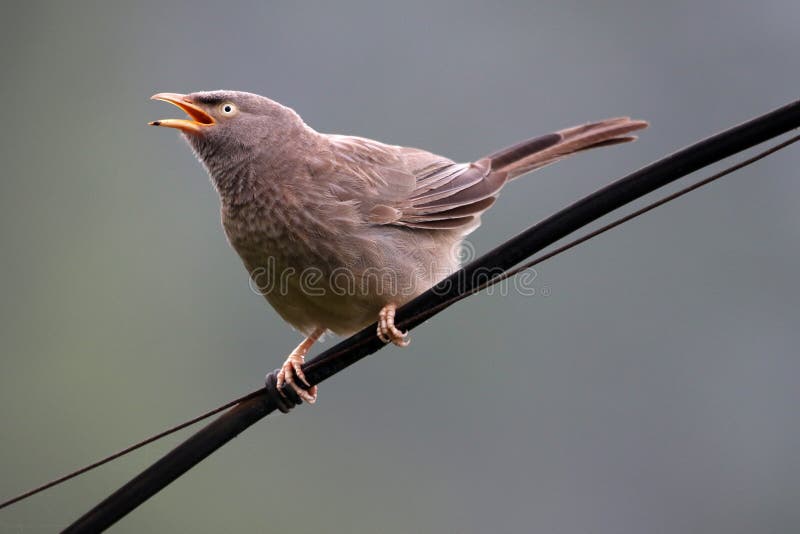 Common babbler stock image. Image of flight, shot, babbler - 125794471