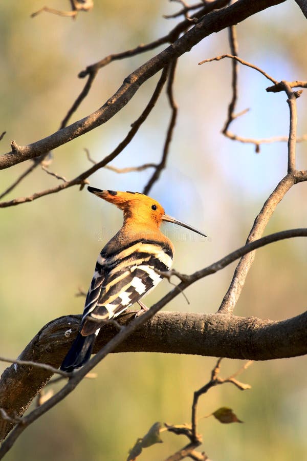 Common hoopoe stock image. Image of beak, crested, national - 19690531