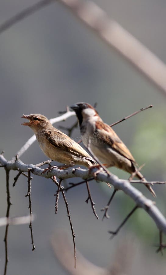 Common house sparrows stock photo. Image of light, bill - 117107554