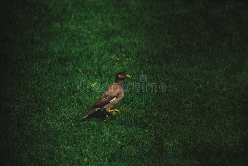 Beautiful Shot of a Common Myna Bird Standing on a Grass Stock Image ...