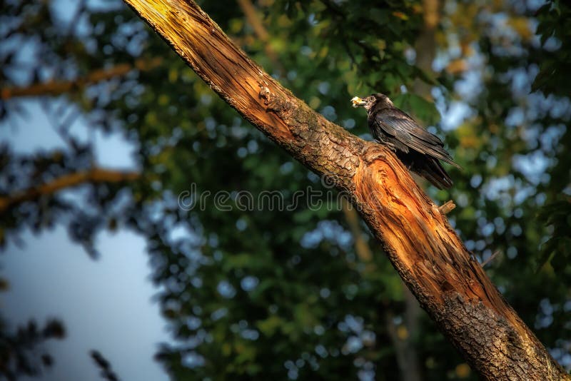 Common Raven in Its Natural Habitat Stock Image - Image of black ...