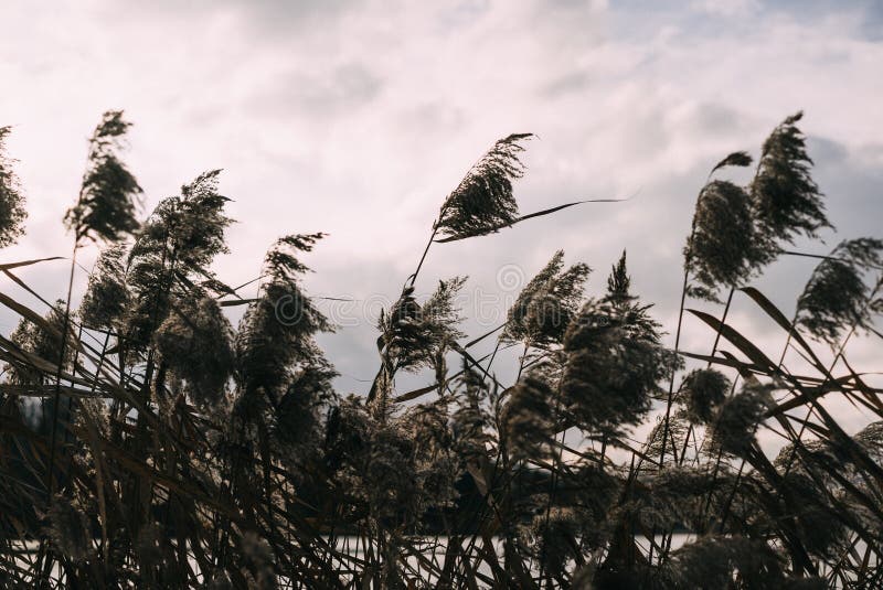 Beautiful Shot of the Common Reed and Cloudy Sky in the Background ...