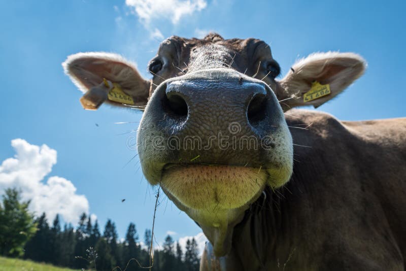 Beautiful Shot of a Cow Staring at the Camera Stock Image - Image of ...