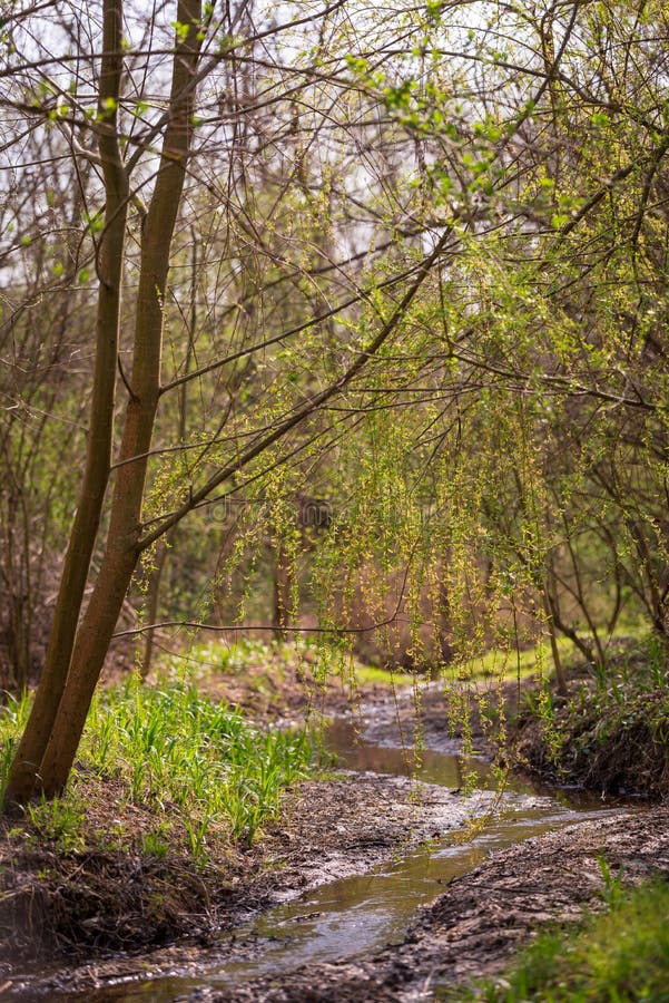 Beautiful Shot of a Creek with Water Flowing in it Under the Trees ...