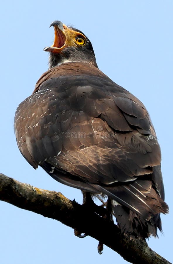 Crested serpent eagle stock photo. Image of avian, serpent - 152986248