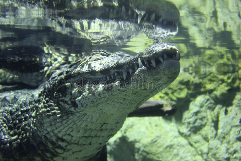 Beautiful Shot of a Crocodile Under the Water Stock Photo - Image of ...
