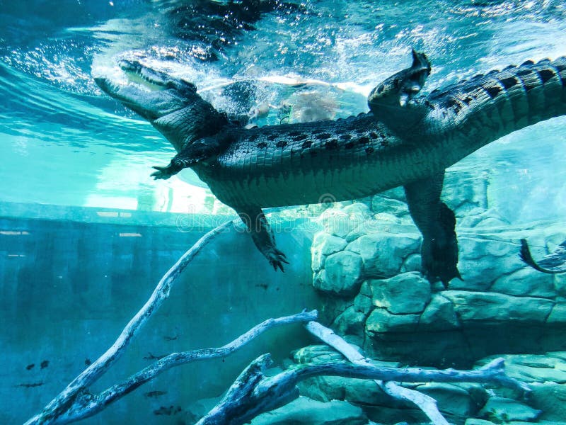 Beautiful Shot of a Crocodile Underwater Stock Image - Image of ...
