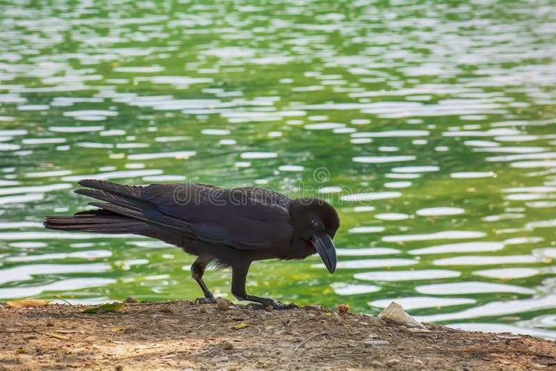 Beautiful Shot of a Crow beside the Pond in the Park Stock Image ...