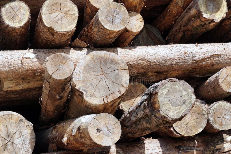 Bunch of Cut Wood Logs in the Outdoors Stock Image - Image of natural ...