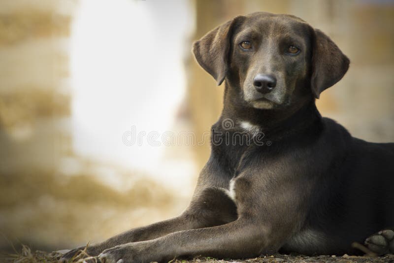 Beautiful Shot of a Dark Brown Dog Stock Image - Image of animal ...