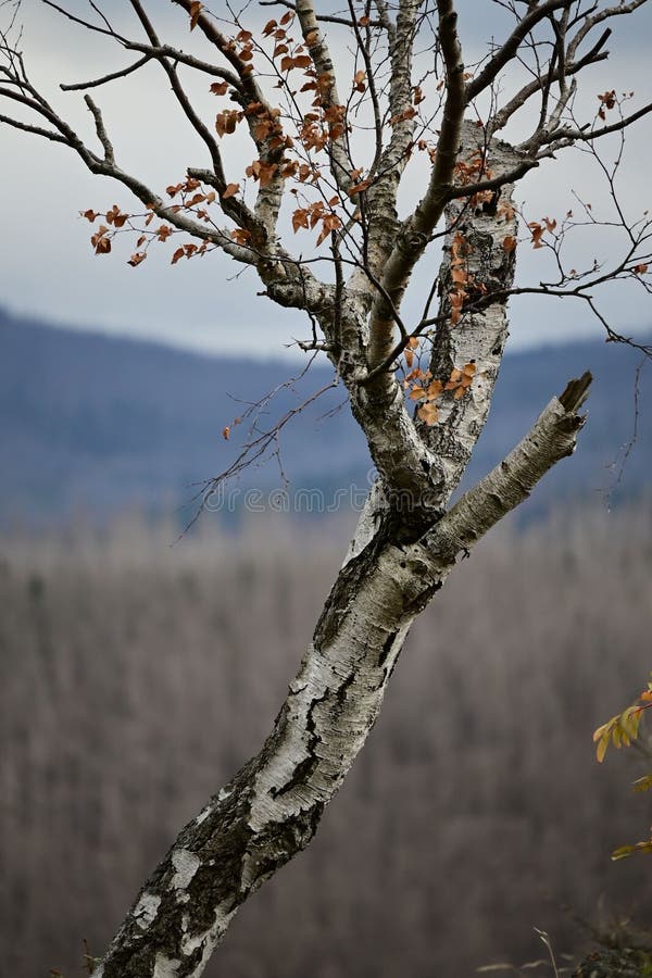 Beautiful Shot of a Dead Bare Tree during Autumn Stock Image - Image of ...